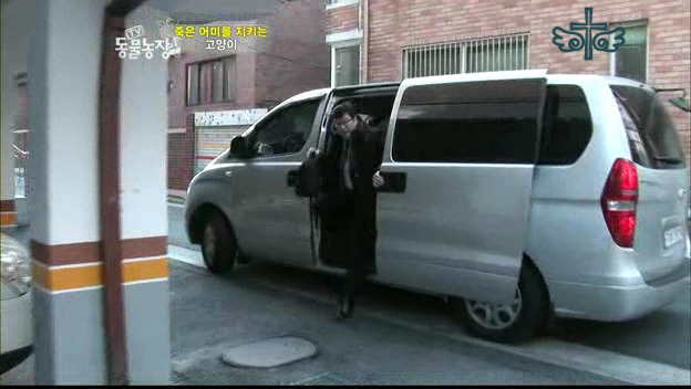 [tv동물농장] 낭만고양이.. 그 슬픈삶에 애도에 눈물을 - 인스티즈(instiz) 이슈 카테고리